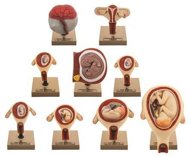 Buy Eisco Labs Pregnancy Series - Embryonic/Fetal Development, Set of 9 ...