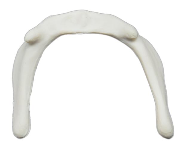 Buy Hyoid Bone Model - Anatomically Accurate Human Bone Replica - Eisco ...