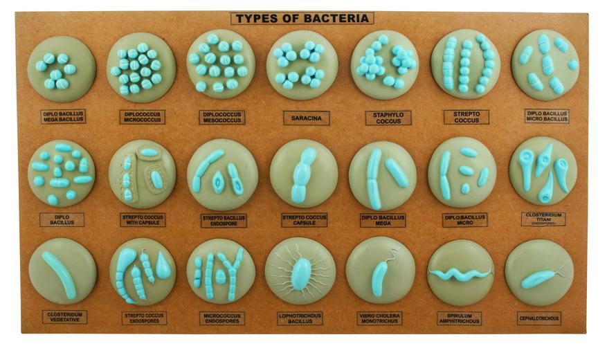 Buy Eisco Labs Types of Bacteria Model - 21 different Models Mounted on ...