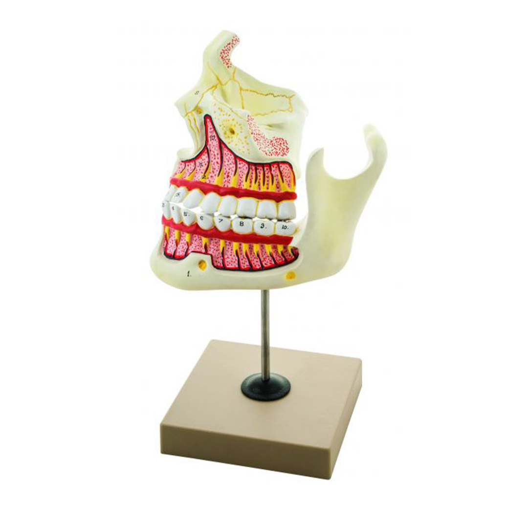 Buy Eisco Labs Upper and Lower Jaw - 4 Times Enlarged - Mounted on ...