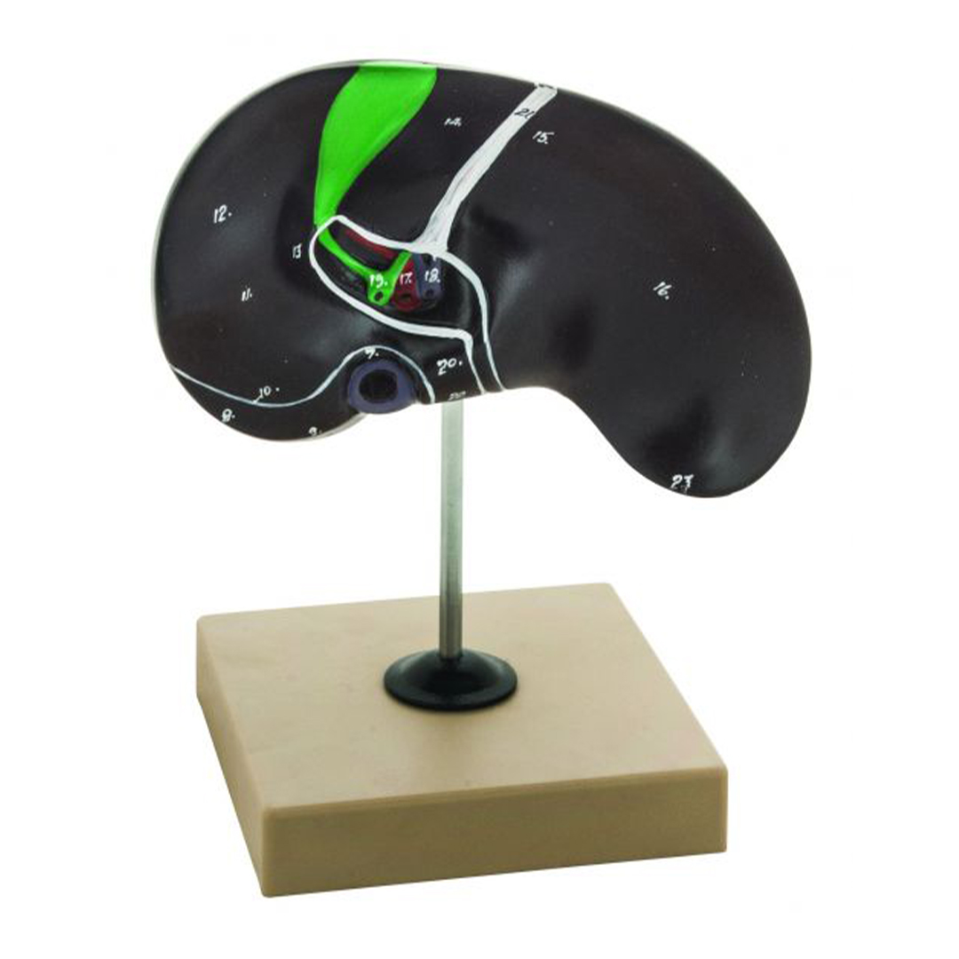 Buy Eisco Labs Human Liver Anatomical Model with Gall Bladder, Life ...