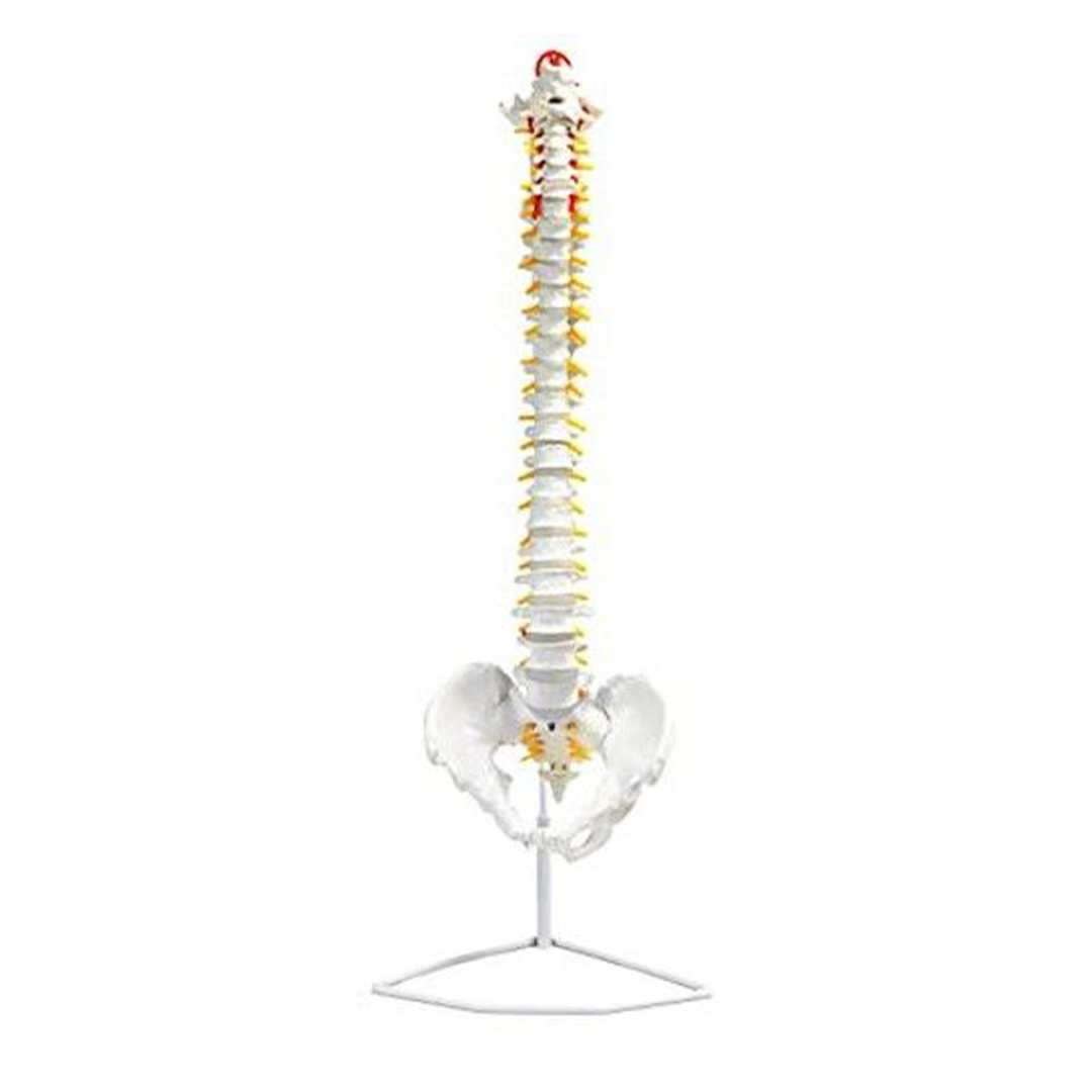 Buy Human Spine Anatomical Model, Flexible - Medical Quality, Life ...