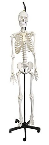 Buy Human Skeleton Anatomical Model with Hanging Stand, Medical Quality ...