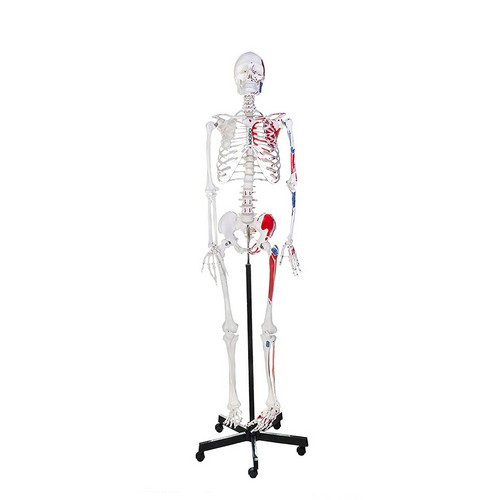 Buy Human Muscular Skeleton Model, Natural Size - Flexible, Painted ...